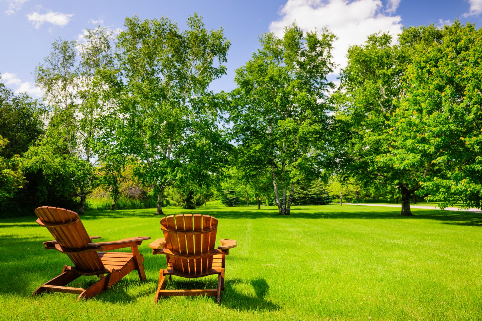 Best Outdoor Landscape Lighting Ideas for Trees – Light Pollution News