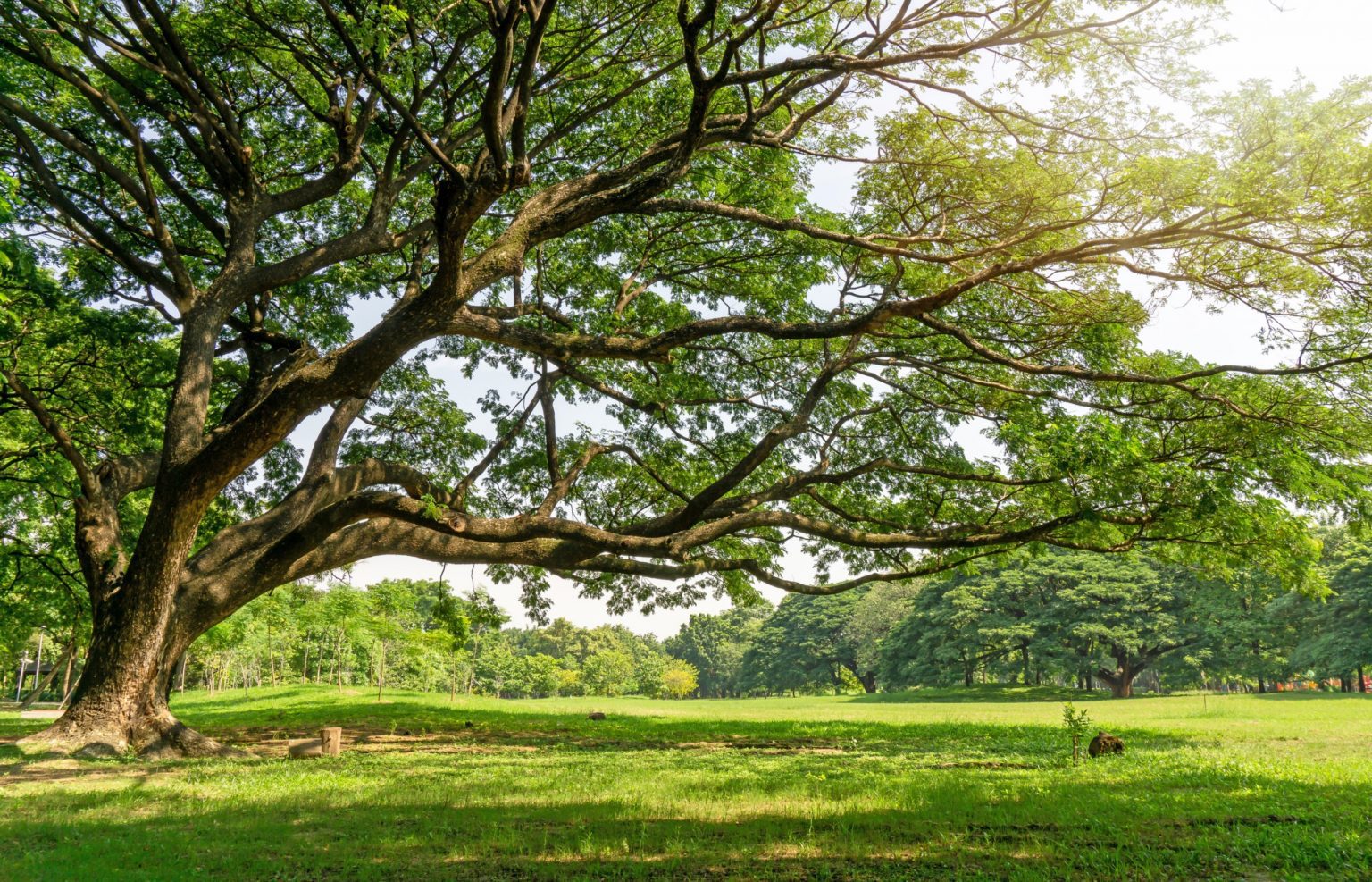 Best Outdoor Landscape Lighting Ideas for Trees – Light Pollution News